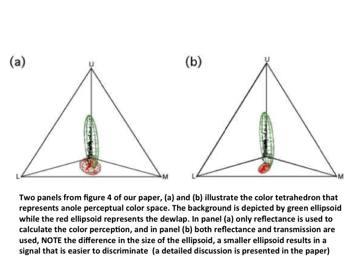 CHIPOJO LAB: Experimental Natural History
