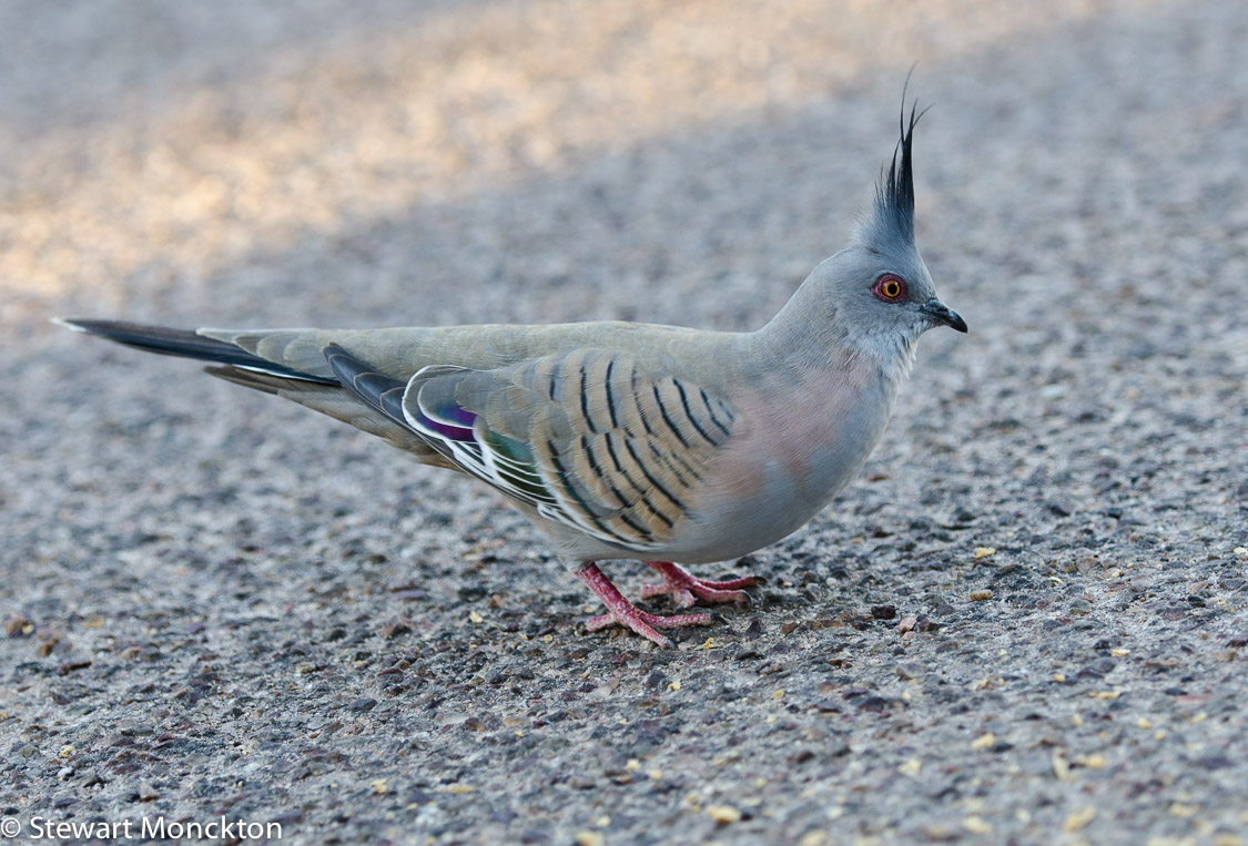 Paying Ready Attention - Photo Gallery: Wild Bird Wednesday 91 ...