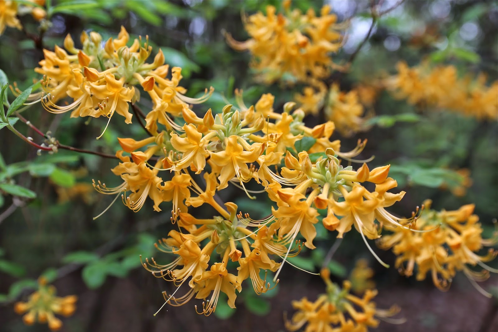 Sweet Southern Days: The Azaleas Are Blooming