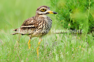 José Juan Hernández Tenerife, Canarias.: Alcaraván común (Burhinus ...