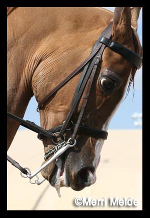 The Equestrian Vagabond: Rollkur in Endurance