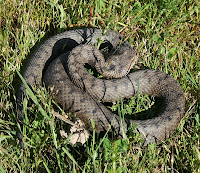 El Artesano Numantino: VIBORAS:" ASPID y HOCICUDA" , cuidadin...