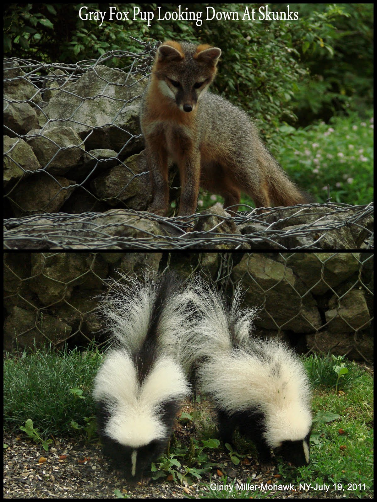 Photography By Ginny: More Foxes And Skunks-July 19, 2011