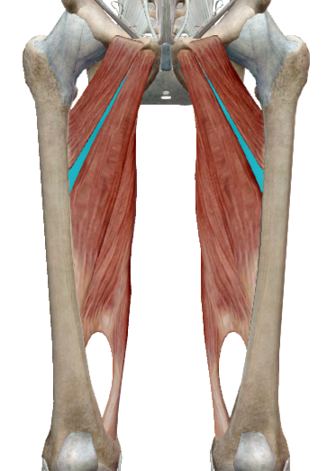 VAMO A ESTUDIAR MEDICINA: MÚSCULOS DEL MUSLO