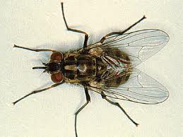 CachorrosBlogs.: Cachorros - Mosca Mutuca (Tabanidae).