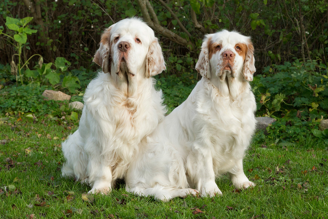 NUNCAJAMAS COCKER: LOS OTROS SPANIELS; EL CLUMBER SPANIEL