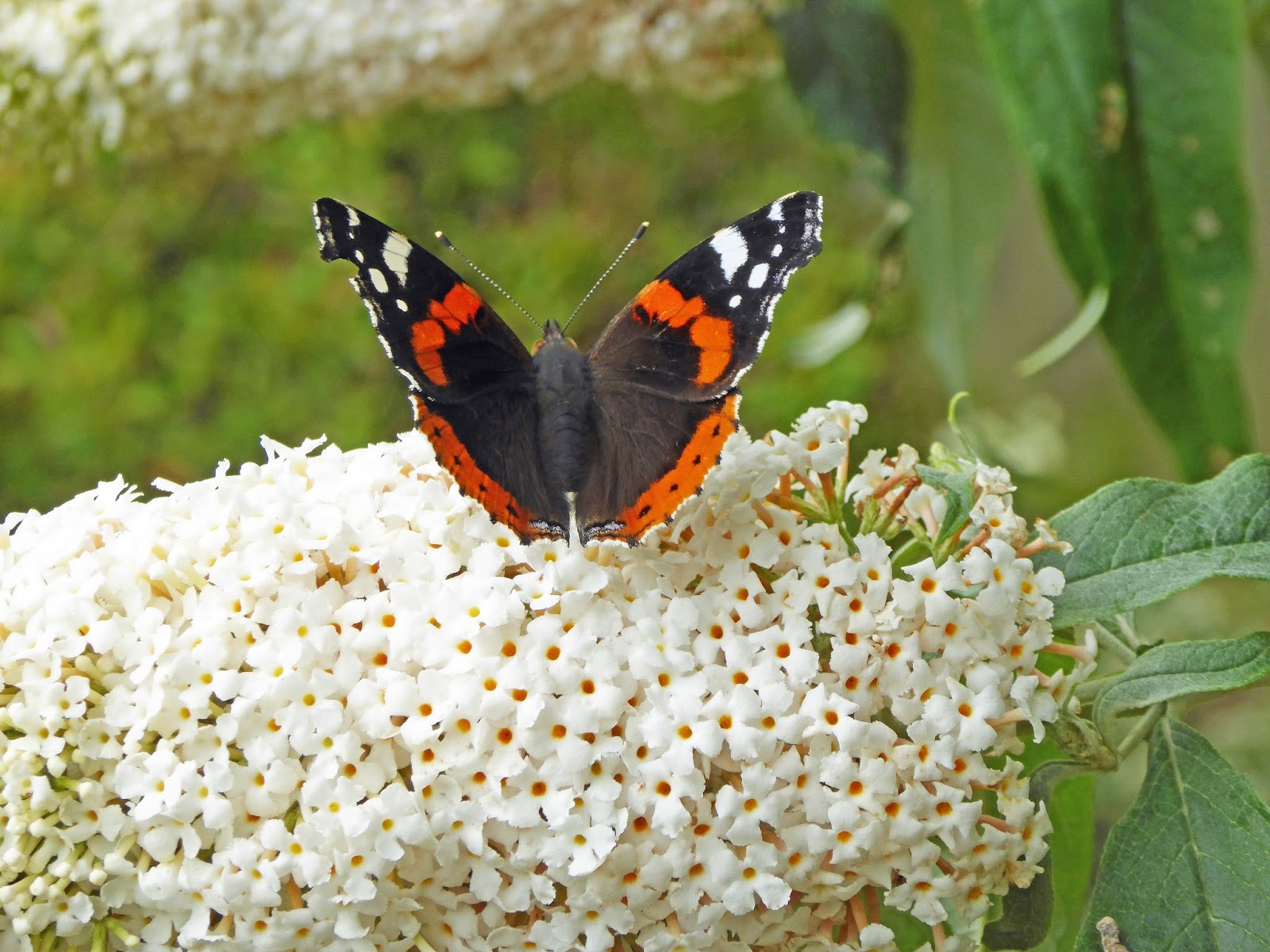 Wild and Wonderful: Why so few butterflies on a White Buddleia?
