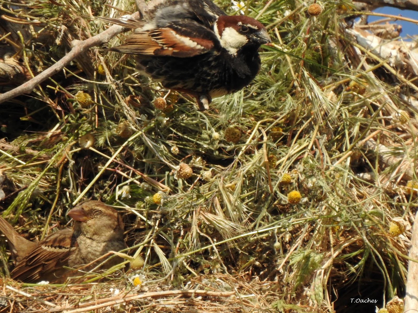PASARI DIN ROMANIA: VRABIE NEGRICIOASA, Passer hispaniolensis