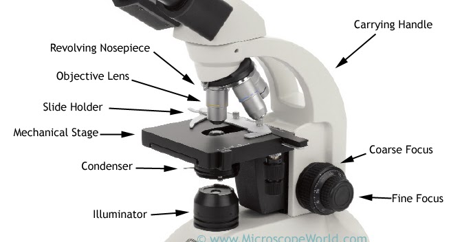 Microscope World Blog: Biological Microscope Parts