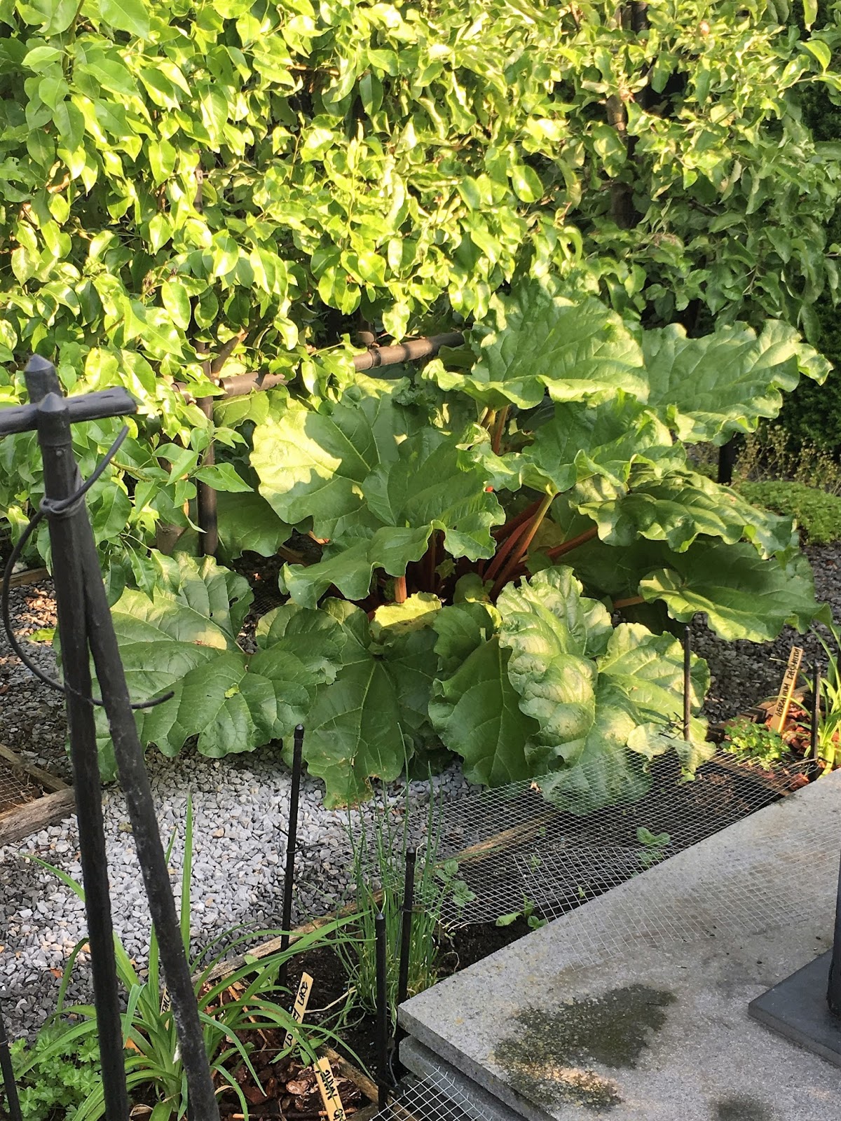 Potagerie in Maastricht: 28.05.2017 > Vedgetables in Potagerie