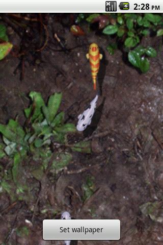 3D Koi Pond Live Wallpaper | 2Androiders