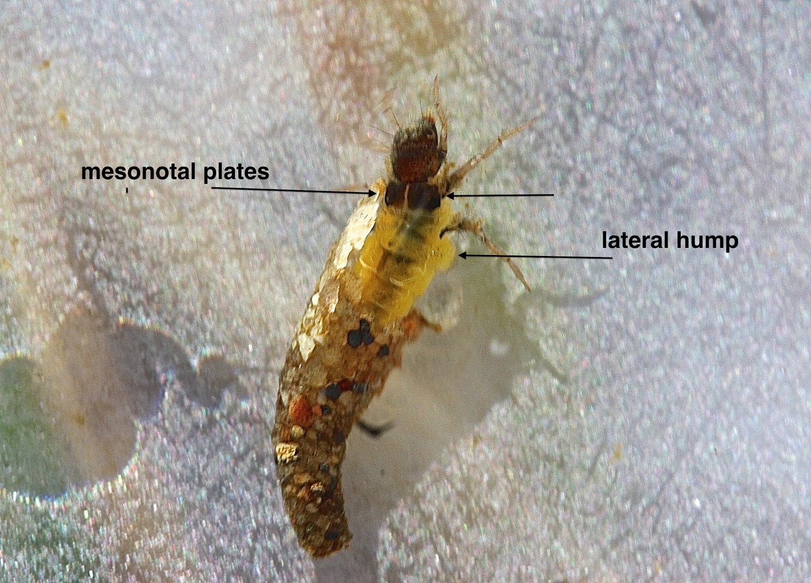 Aquatic Insects of Central Virginia: Almost had it: the Doyles River ...