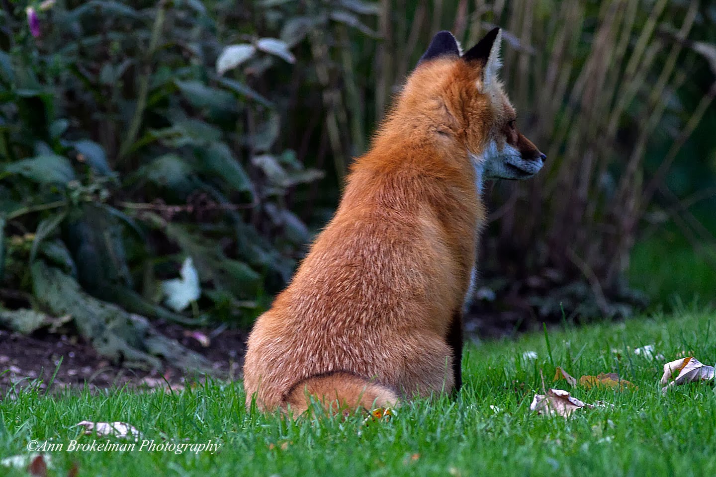 Ann Brokelman Photography: Red Fox . Oct 2013