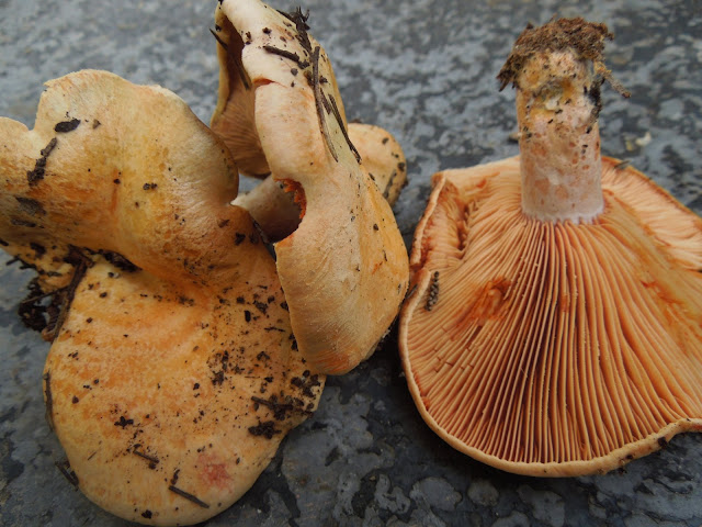 ROVELLÓN o NÍSCALO - BOTÀNIC SERRAT