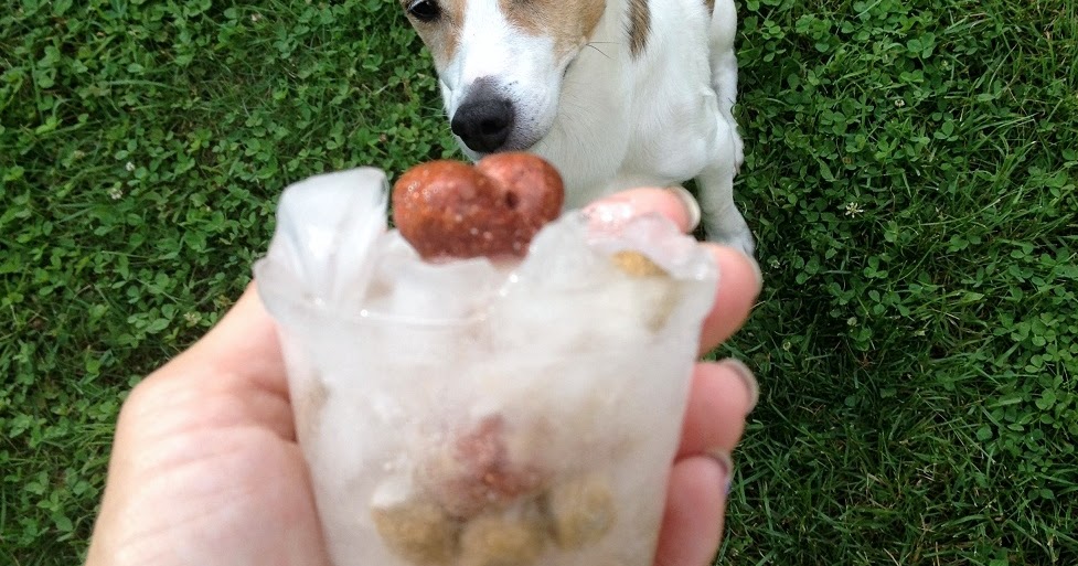 DIY Popsicle's for dogs! - Feathers in the woods