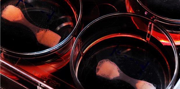 BIOLOGI I: KJSH (Kultur Jaringan Sel Hewan) : Tehnik Kultur Sel Hewan