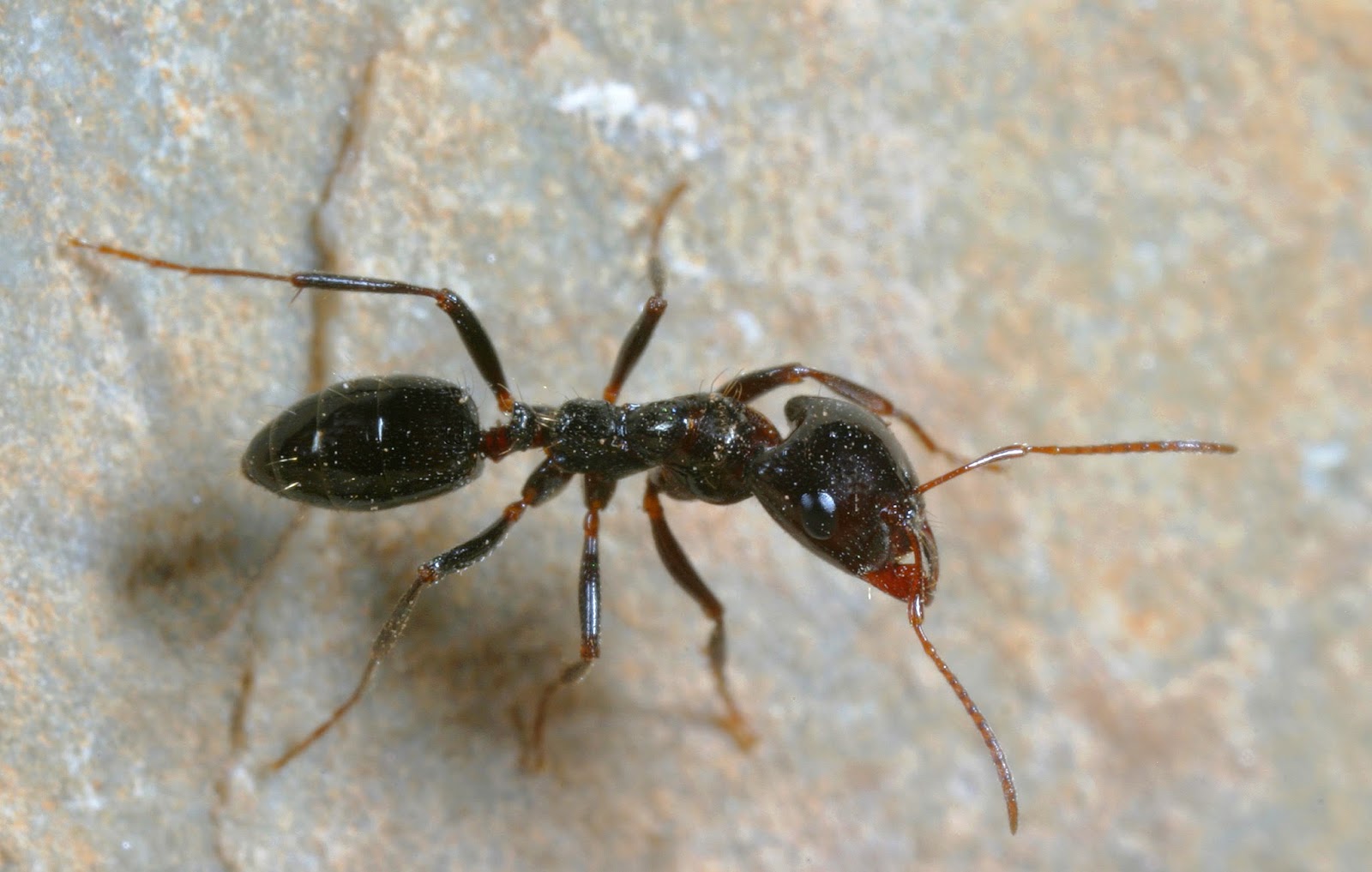 El Blog de Ignacio Henares: Insectos ESPECIALISTAS en alta montaña