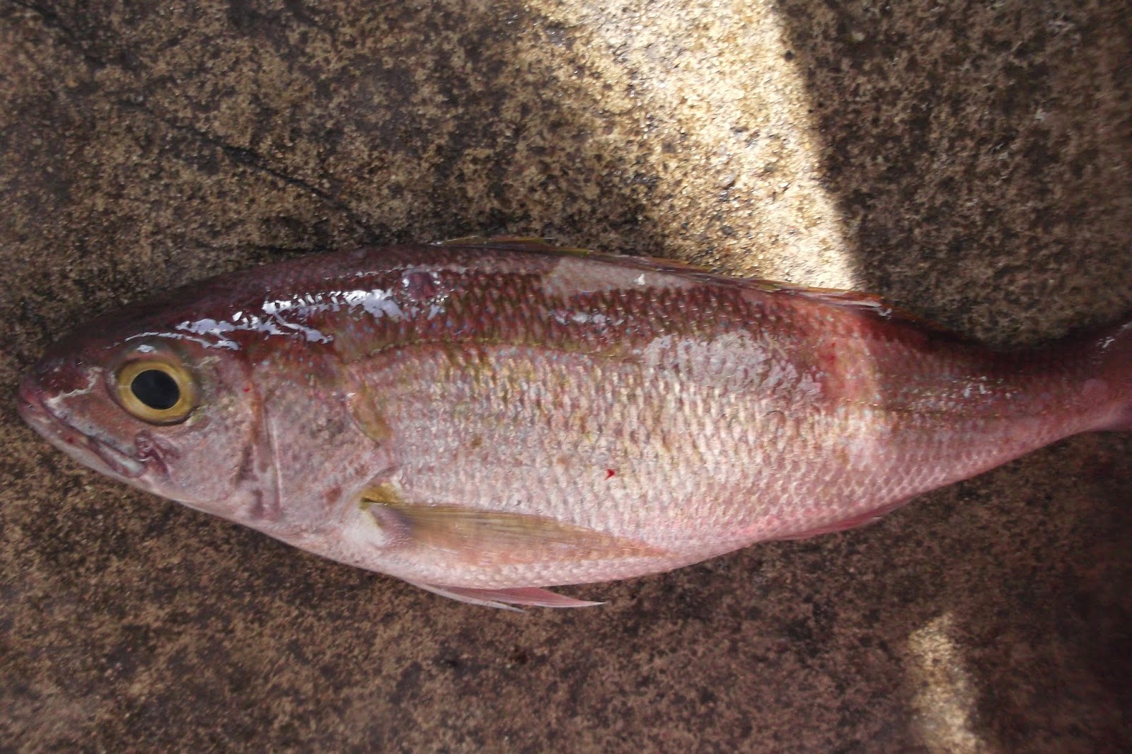 NEGOMBO SEAFOODS: White snapper