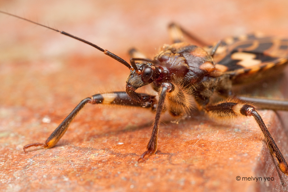 Melvyn's Photography: Reduviidae, Assassin Bug
