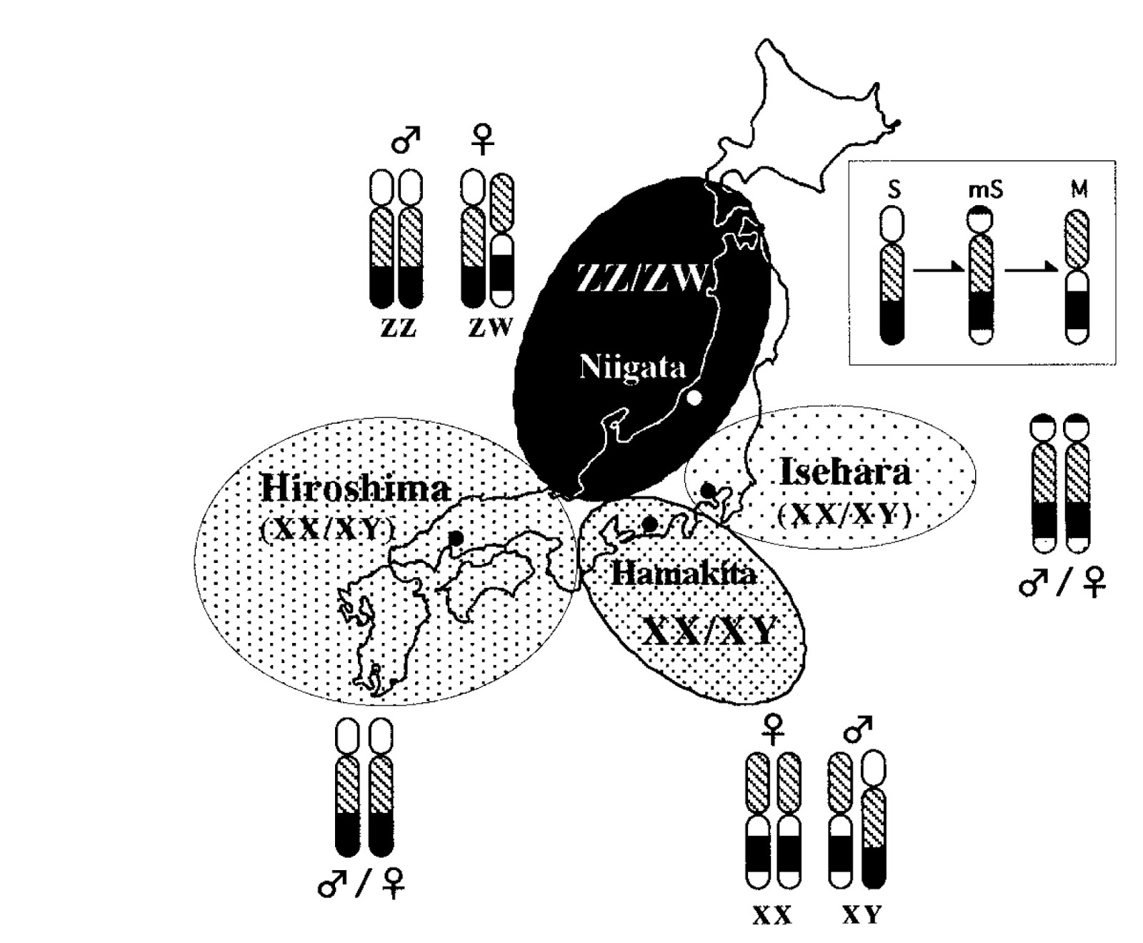 Molecular Evolution Forum: Changes of the XY and ZW Chromosomal Systems ...