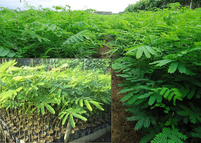 Tips Menentukan Bibit Albasia ( Sengon ) Unggul Dan Berkualitas - Cara ...