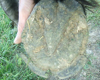 Connemara Pony Research into Hoof Wall Separation Disease (HWSD) : A ...