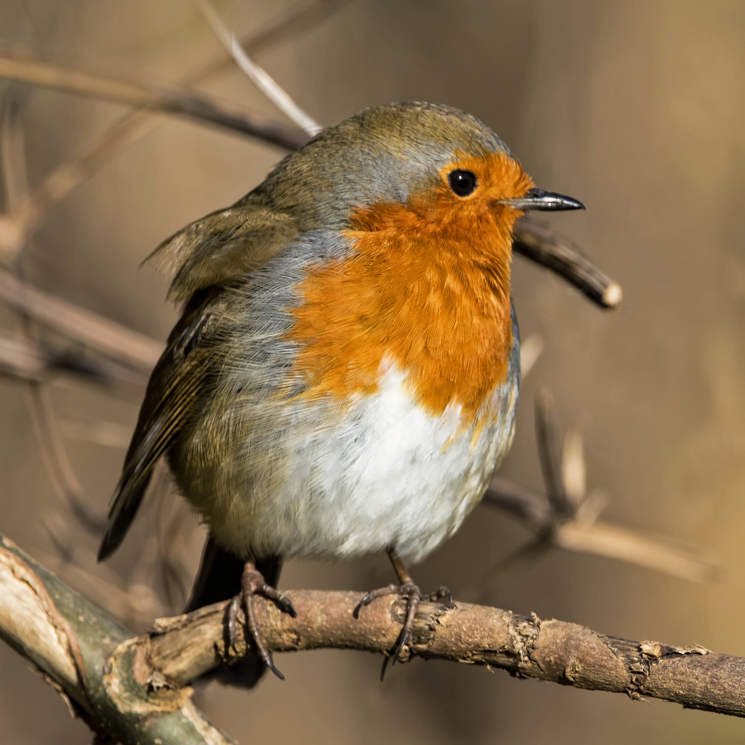 PETER'S PORTFOLIO..............Bird & Wildlife Photography: Robin