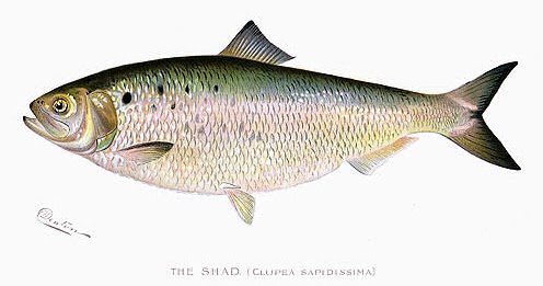 Endangered New Jersey: The American Shad Spawning Run on the Delaware River