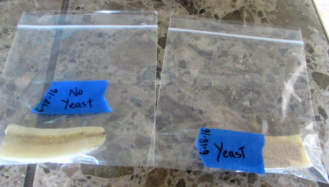 Fleur de Lis Homeschool Blog: Apologia General Science 10.2 Yeast Is A ...