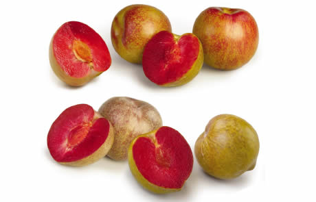 Temperate Climate Permaculture: Permaculture Plants: Plums