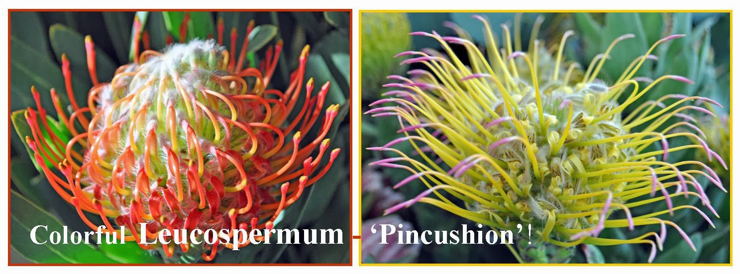 A Passion for Flowers: Flowers - What We LOVE!