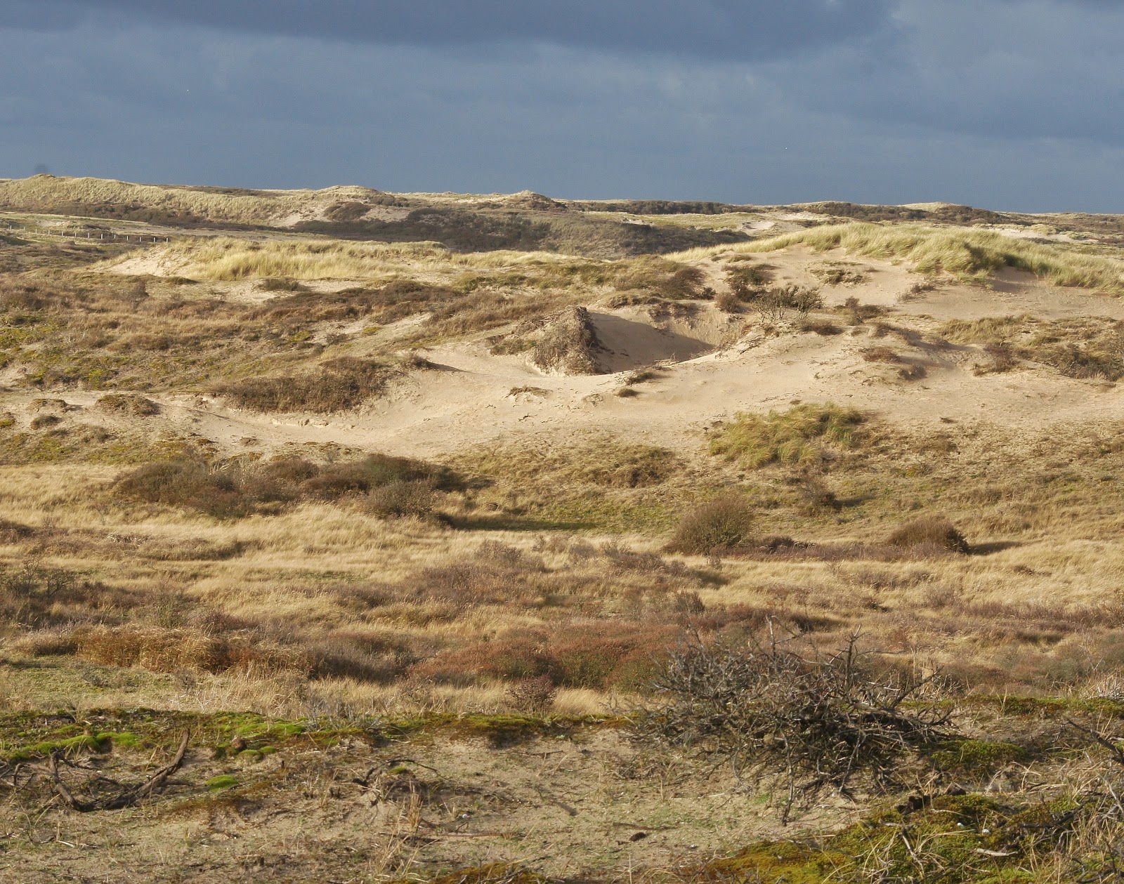 AMSTERDAMSE WATERLEIDINGDUINEN AWD: Het Duingebied