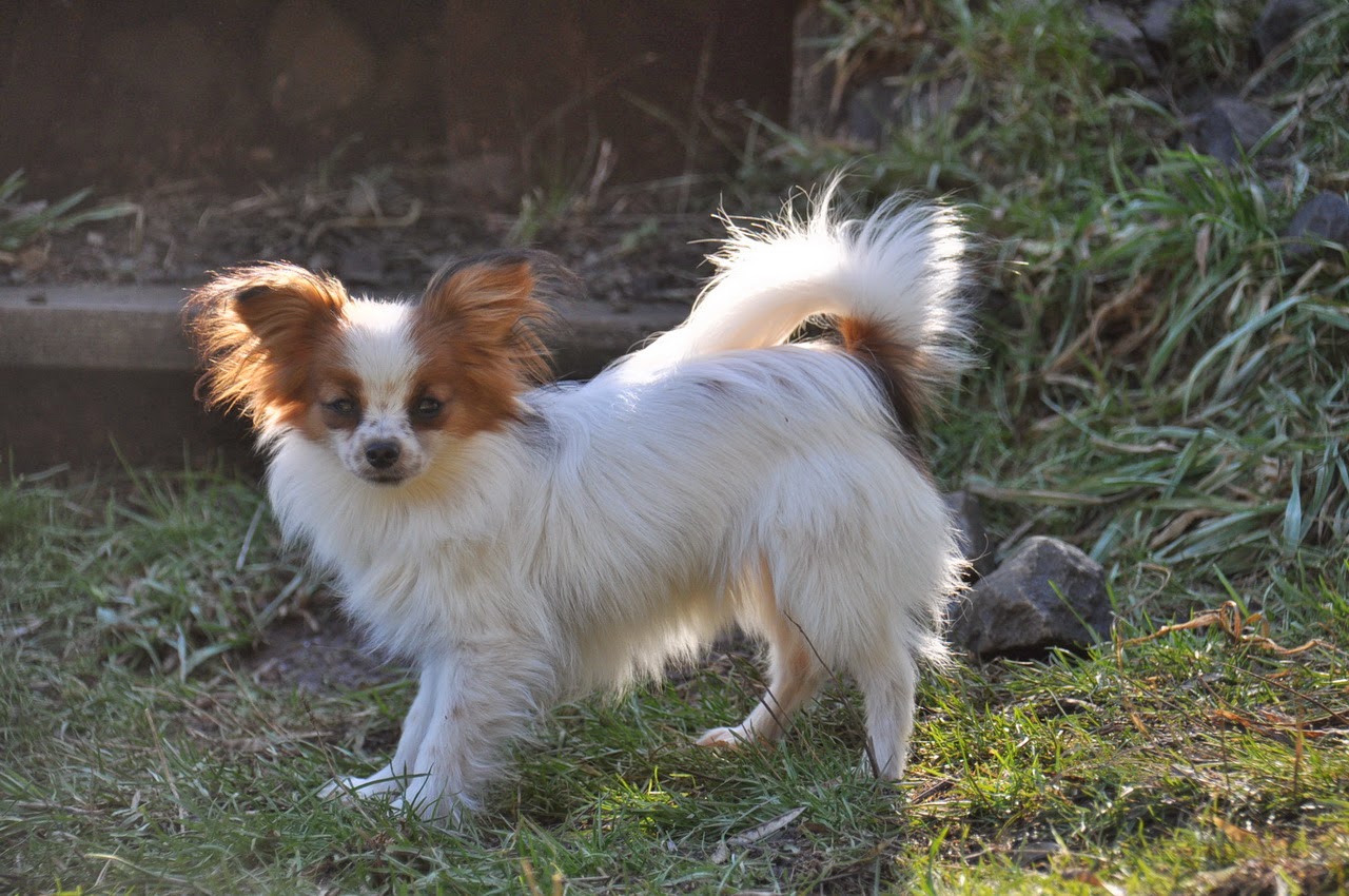 Road's End Papillons : Available Papillon Girl