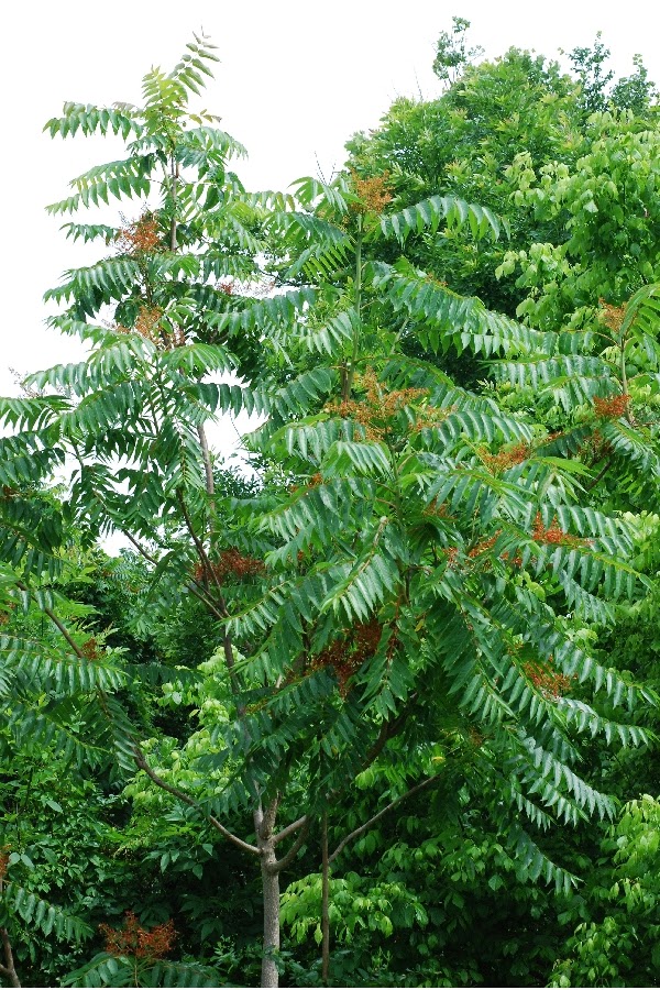 Future Plants by Randy Stewart: Ailanthus
