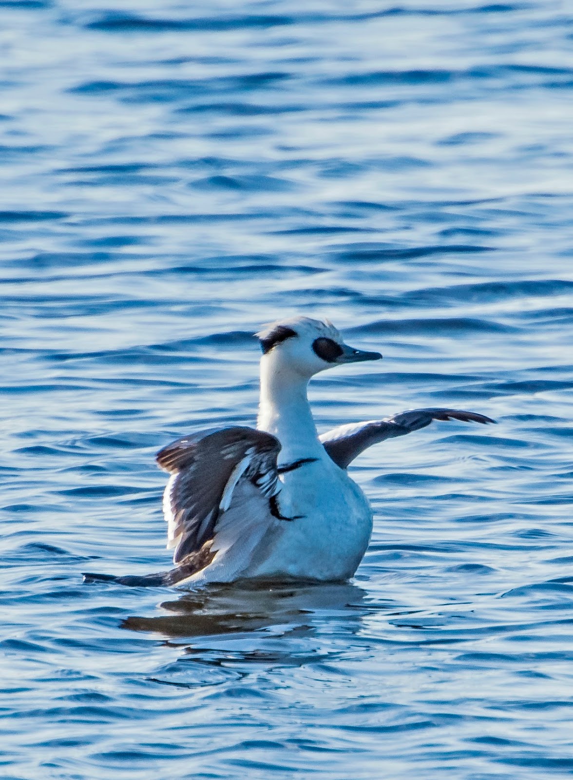 GeekTeacher's Birding Scrapbook: Smew, Smew, Goldeneye too ...
