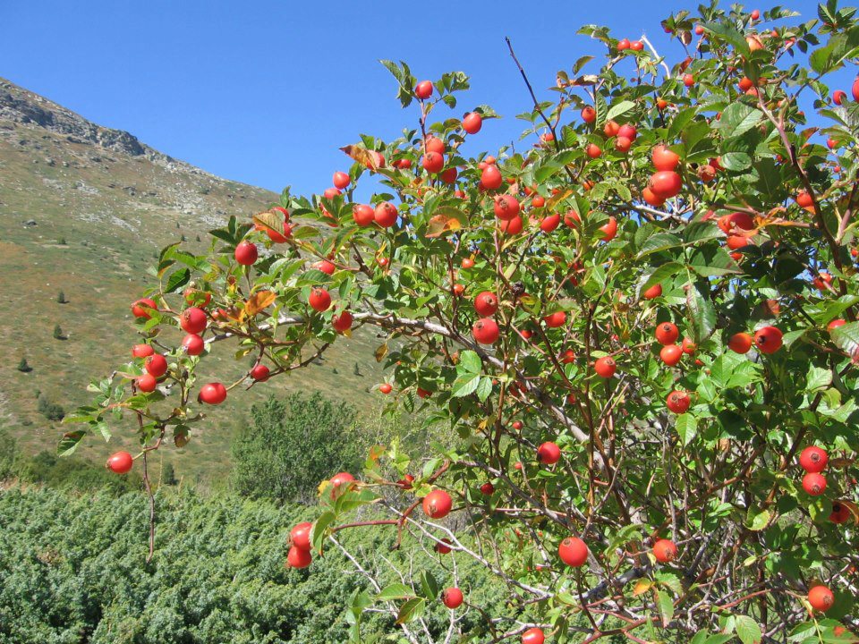 Шипинка - Rosa canina - Билки Лековити и Народна Медицина