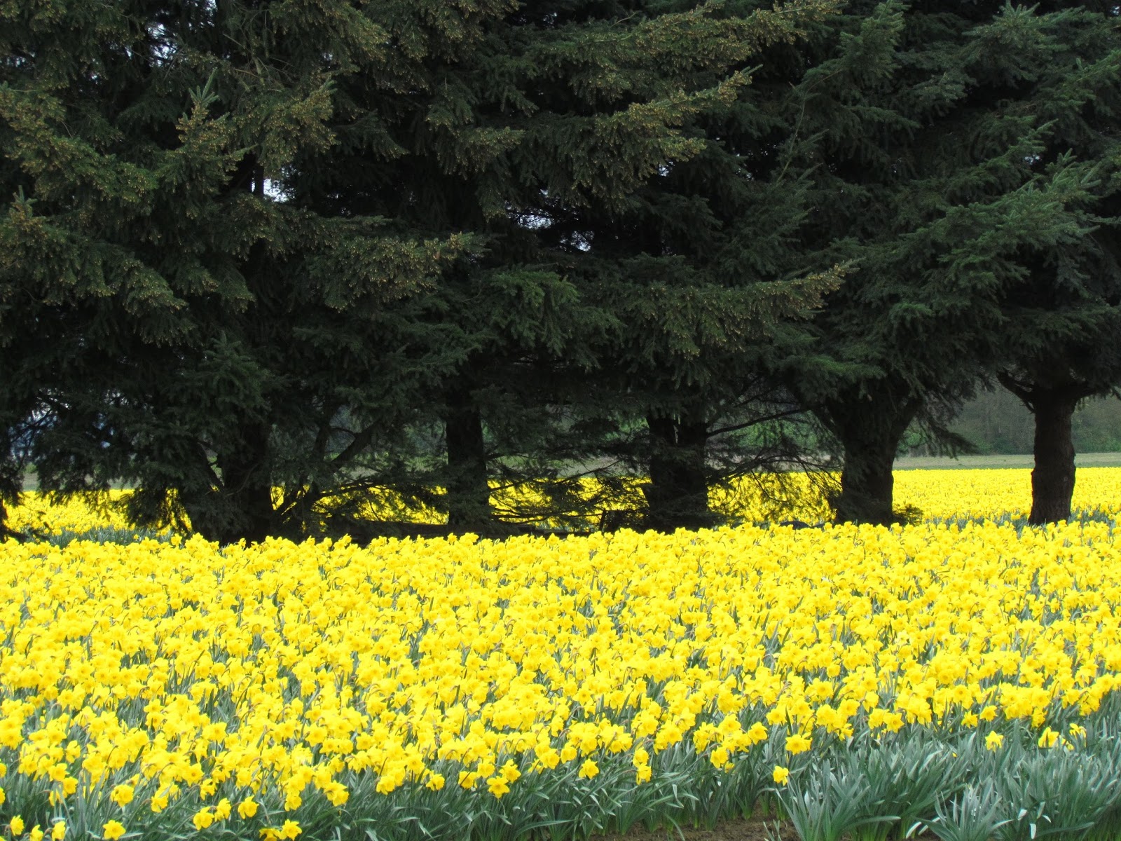 Scene Through My Eyes: The Daffodil Fields Are Blooming