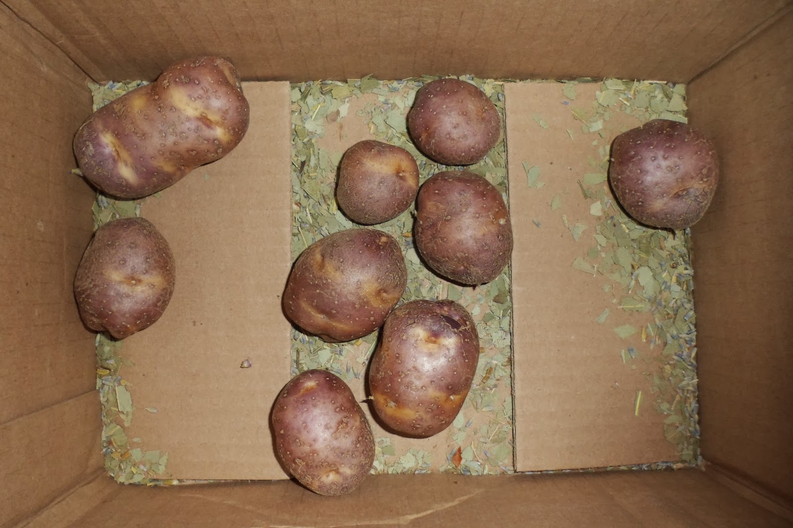 The Perennial Agriculturalist: the basement is alive with potatoes
