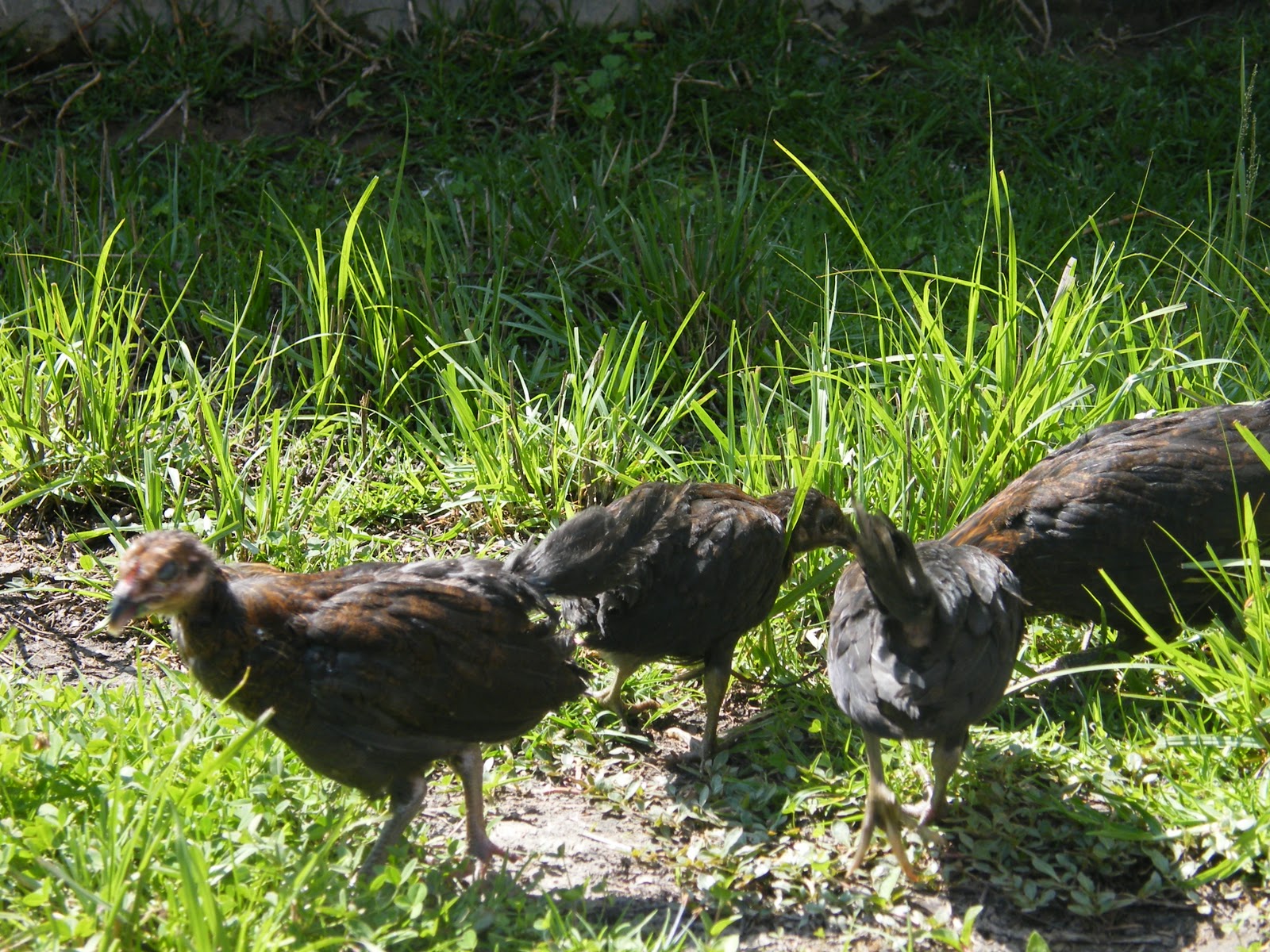 El Polvorin: Brown Red