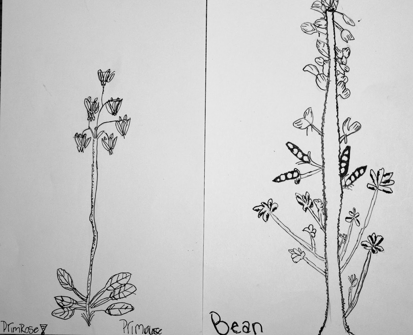 RL Arts: CALIFORNIA NATIVE PLANTS