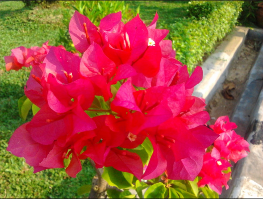 tokobungakarangan: "KHASIAT/MANFAAT BUNGA BUGENVIL"