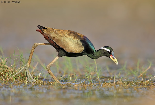 Sexual Selection in the World of Birds: Sex role-reversal in birds - an ...