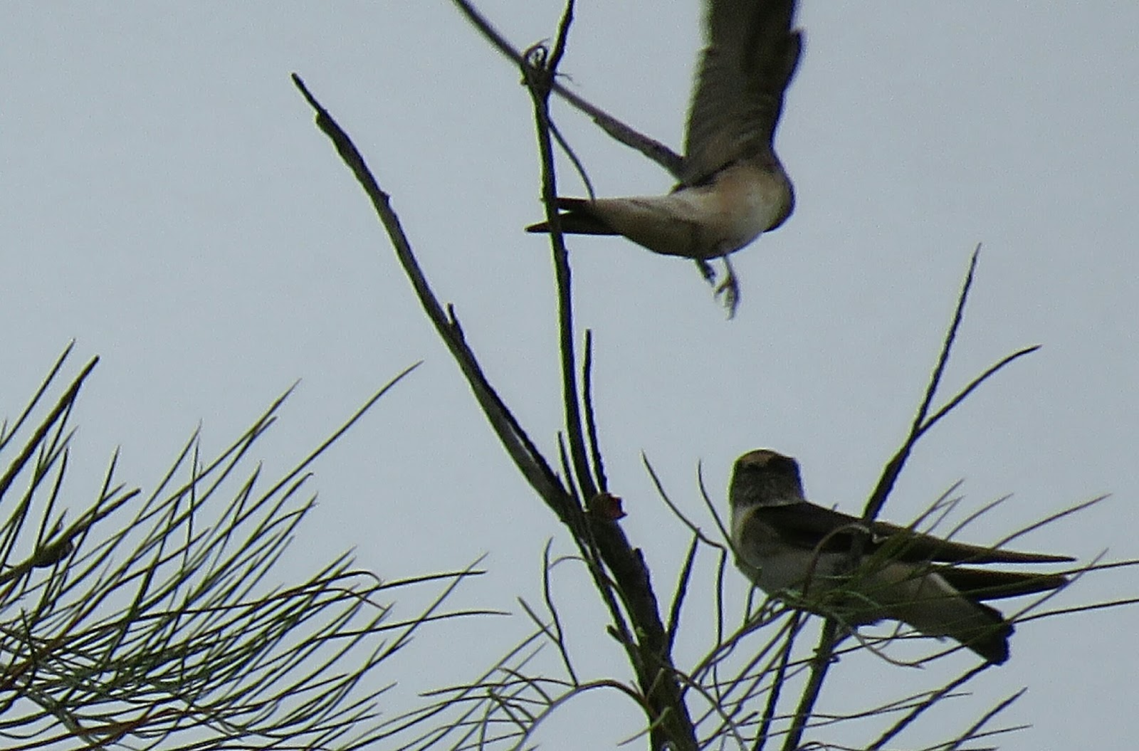 Bird & Travel Photos, Birding Sites, Bird Information: TREE MARTINS ...