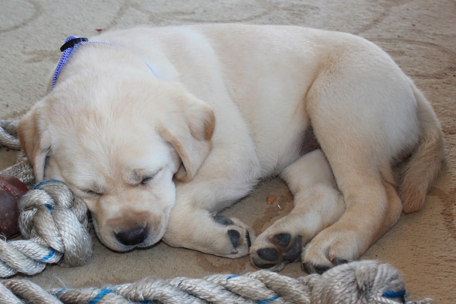 Two Yellow Dogs Travel America