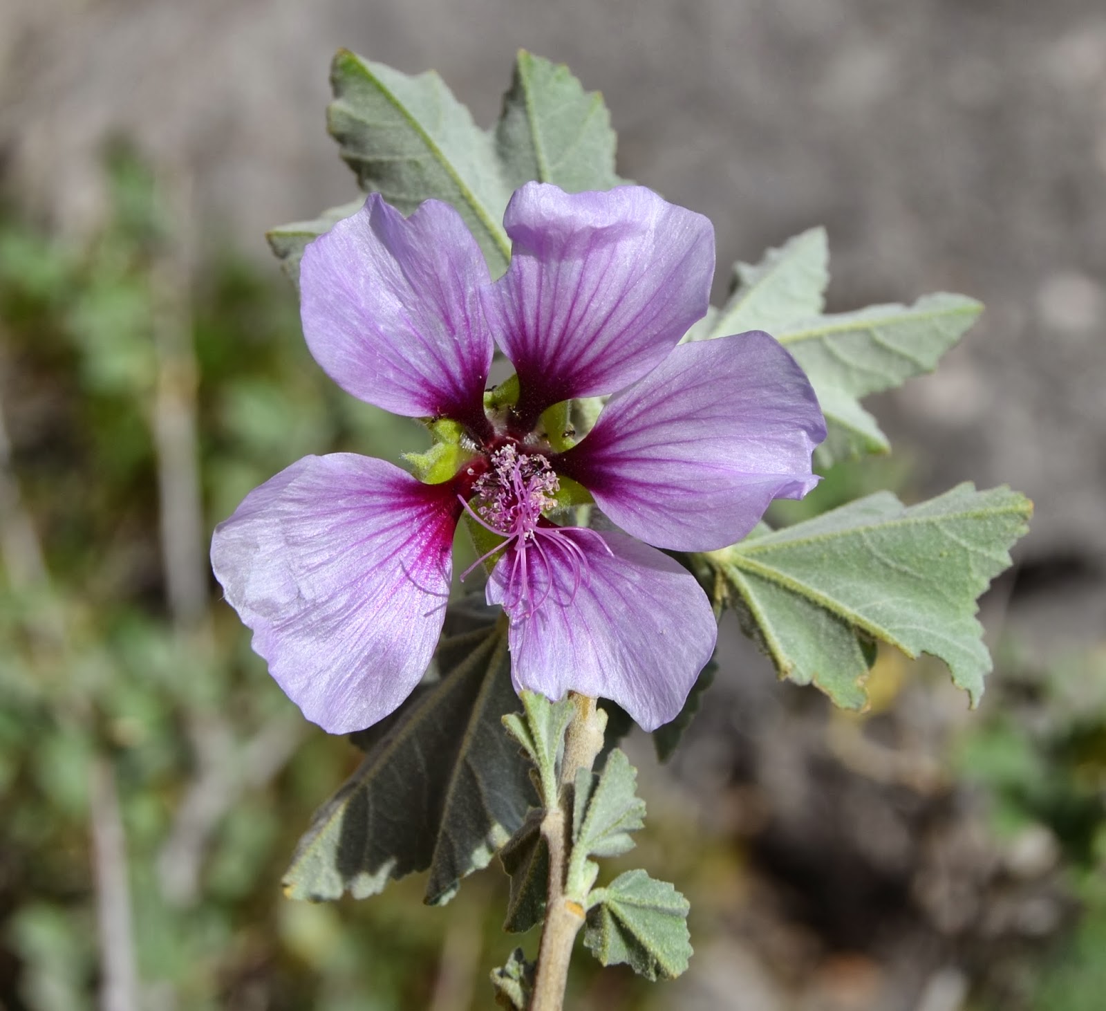Plantas: Beleza e Diversidade: Lavatera maritima
