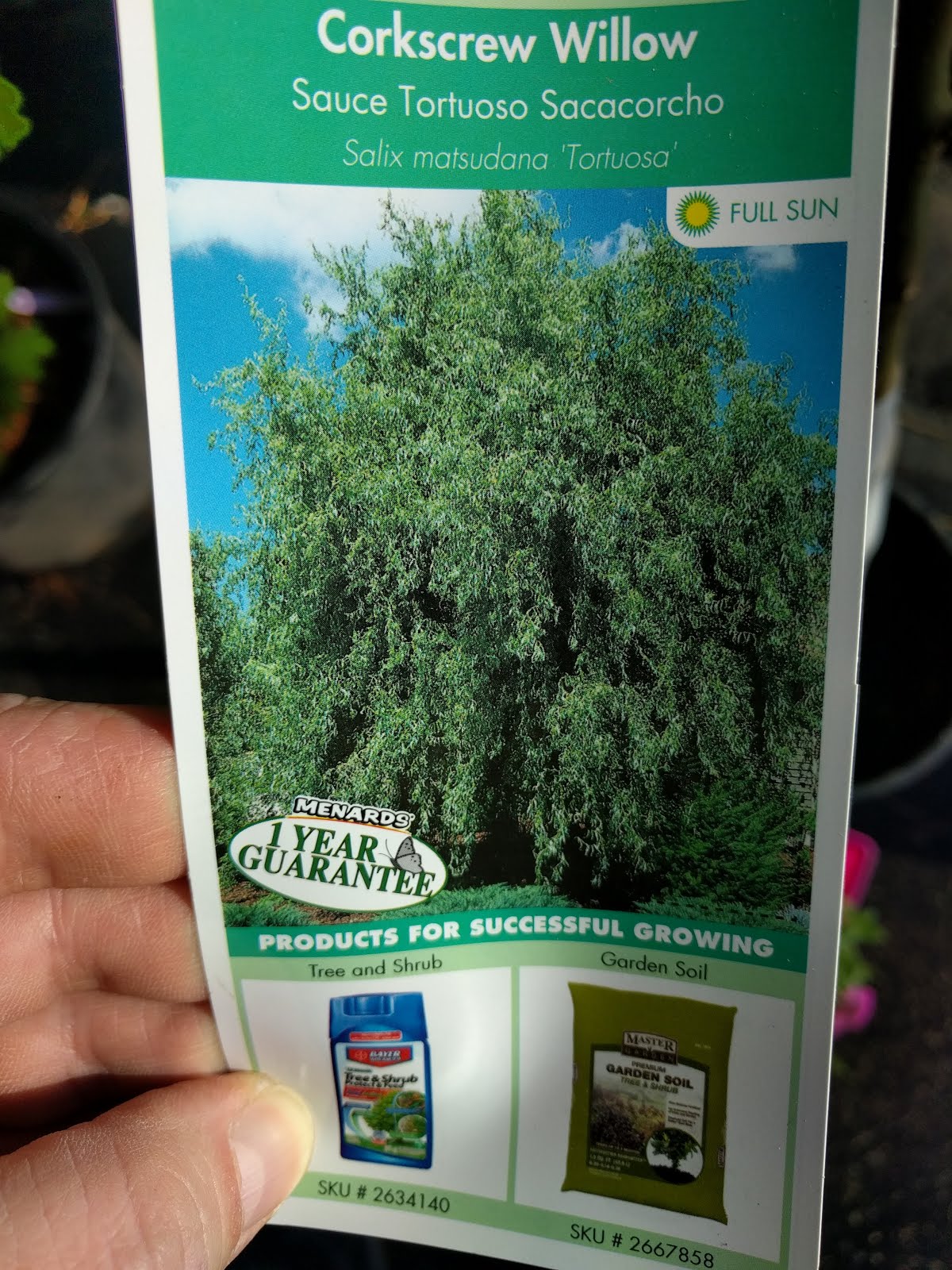 Corkscrew Willow Tree - Far Backyard Location