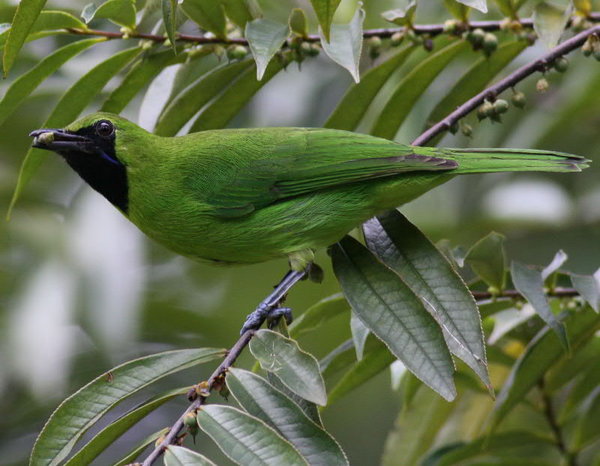 Mike is the name Birding is the game ( Birding in Malaysia - Malaysian ...