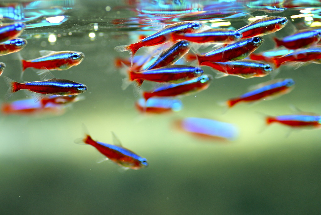 Cardinalis (Paracheirodon axelrodi) - Fiche poisson - Le blog de l ...