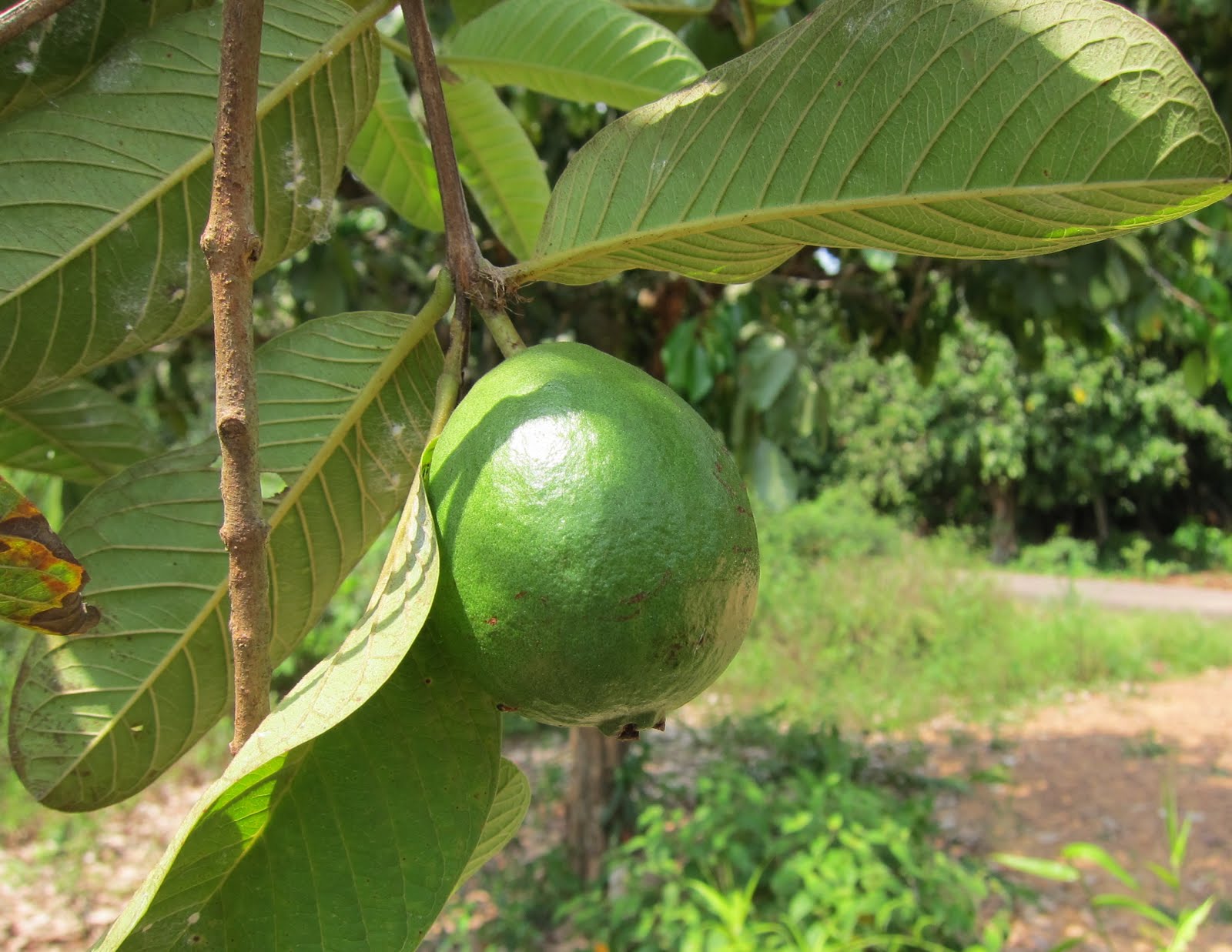Durian Orchard: April 2011