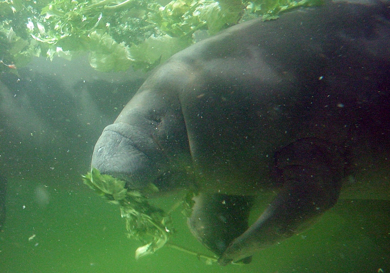 West Indian Manatee